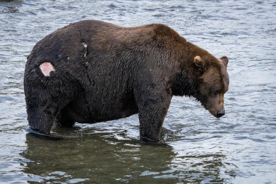 Meet The Champions of Fat Bear Week 2022 | Discovery